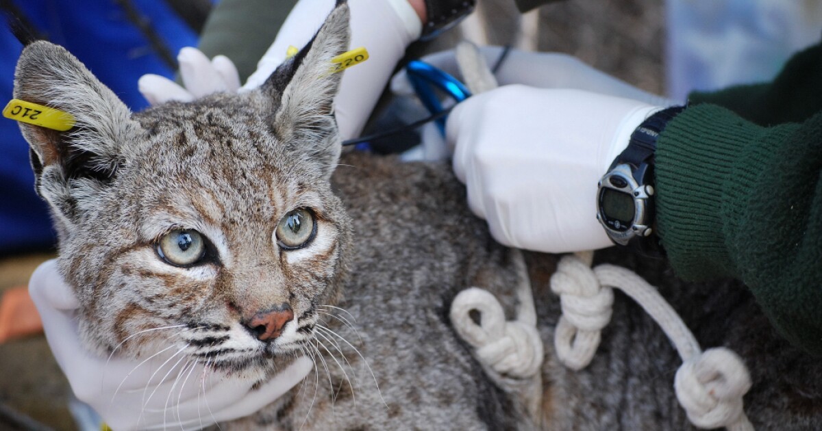 Freeways, rat poison affecting bobcats' genetic diversity in LA | LAist