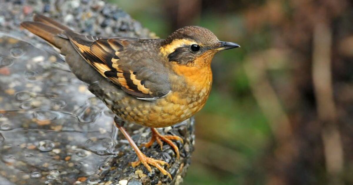 'Invasion' of rare varied thrush birds in Southern California | LAist