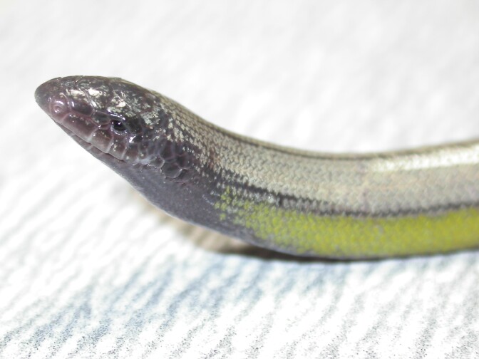 difference between legless lizard and snake