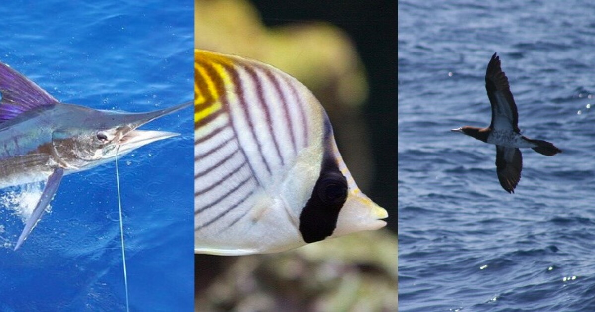 Meet the neighbors: The tropical sea creatures El Niño is bringing to ...