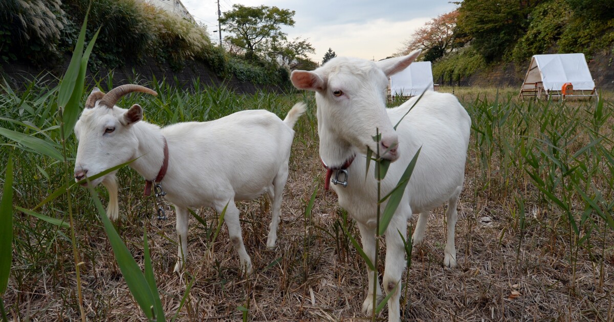 Scientists mix spider DNA with goat embyros to produce special silk ...