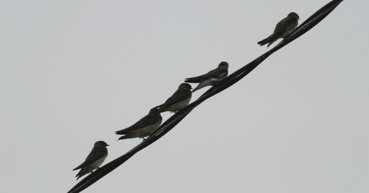 Mission San Juan Capistrano plays bird calls to lure cliff swallows | LAist