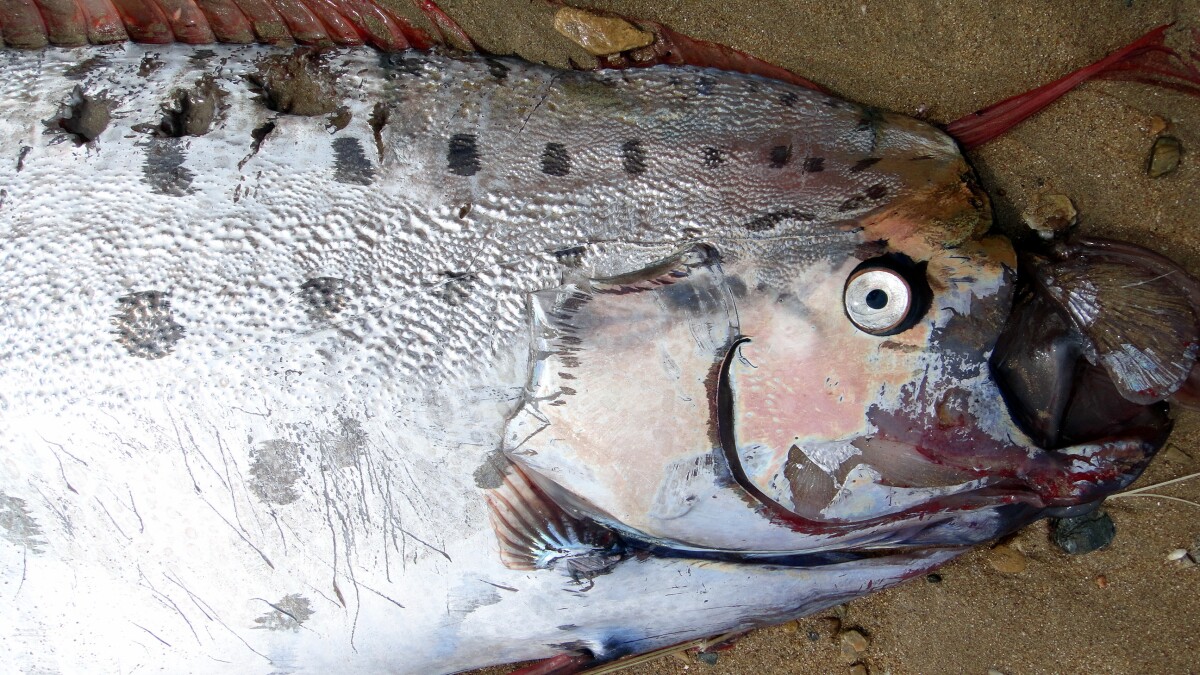 oarfish weight