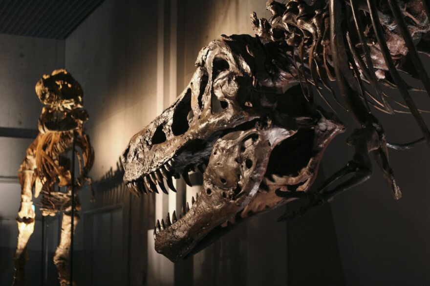 largest complete dinosaur skeleton