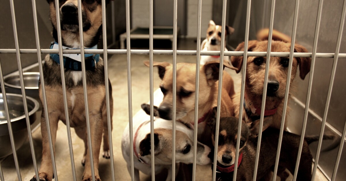 OC shelter lets you adopt a pet for free — but only for the next few ...