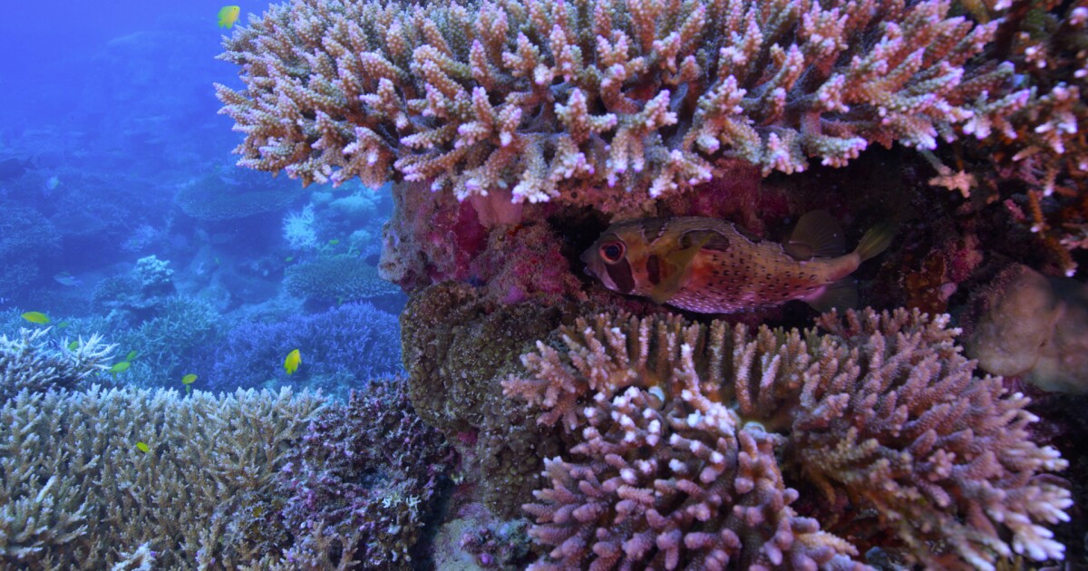 'Chasing Coral' director turns his lens on an underwater crisis | LAist