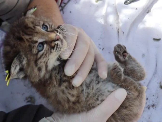 newborn bobcat