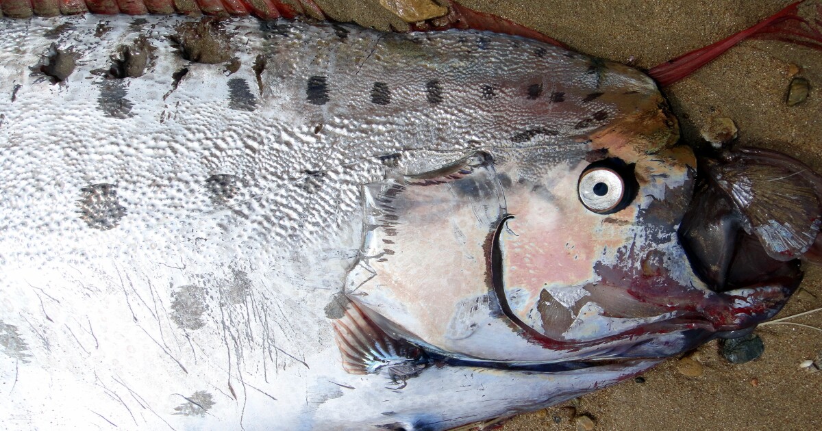 do oarfish have teeth