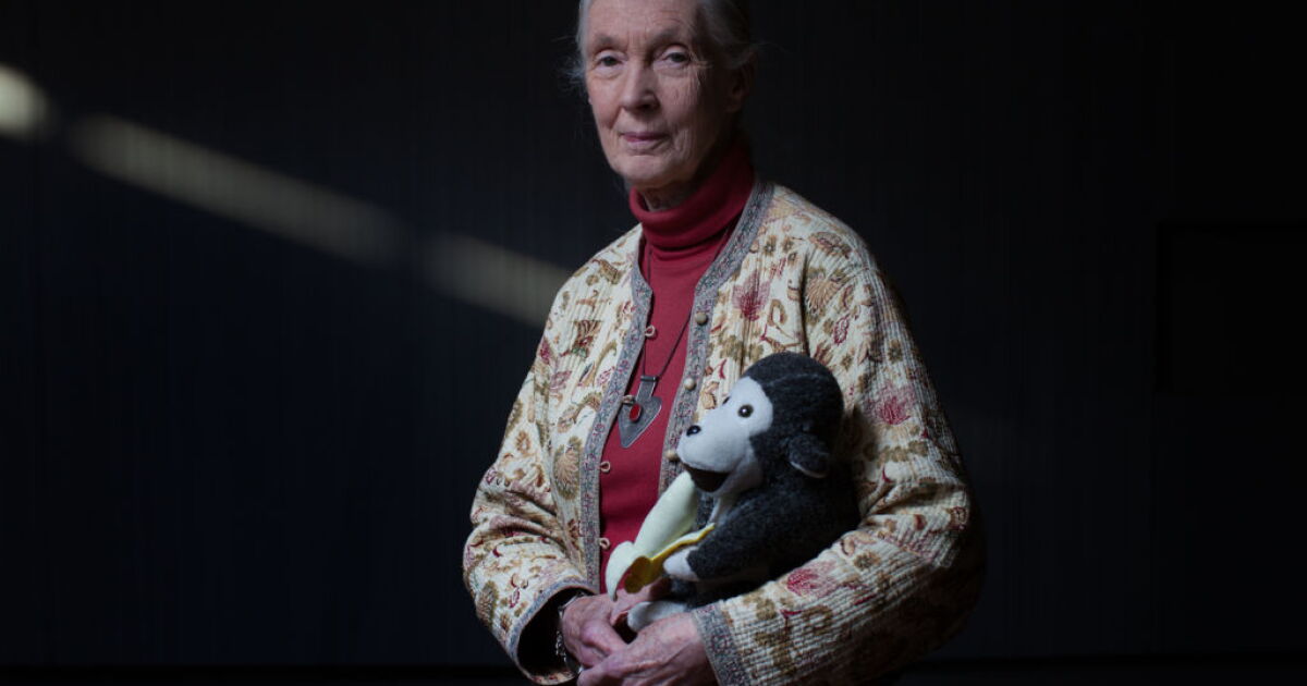 Rose Parade Grand Marshal Jane Goodall on conservation | LAist