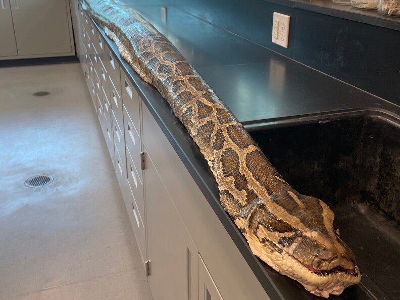 A Record Breaking Burmese Python — As Long As A Giraffe Is Tall — Caught In Florida Laist