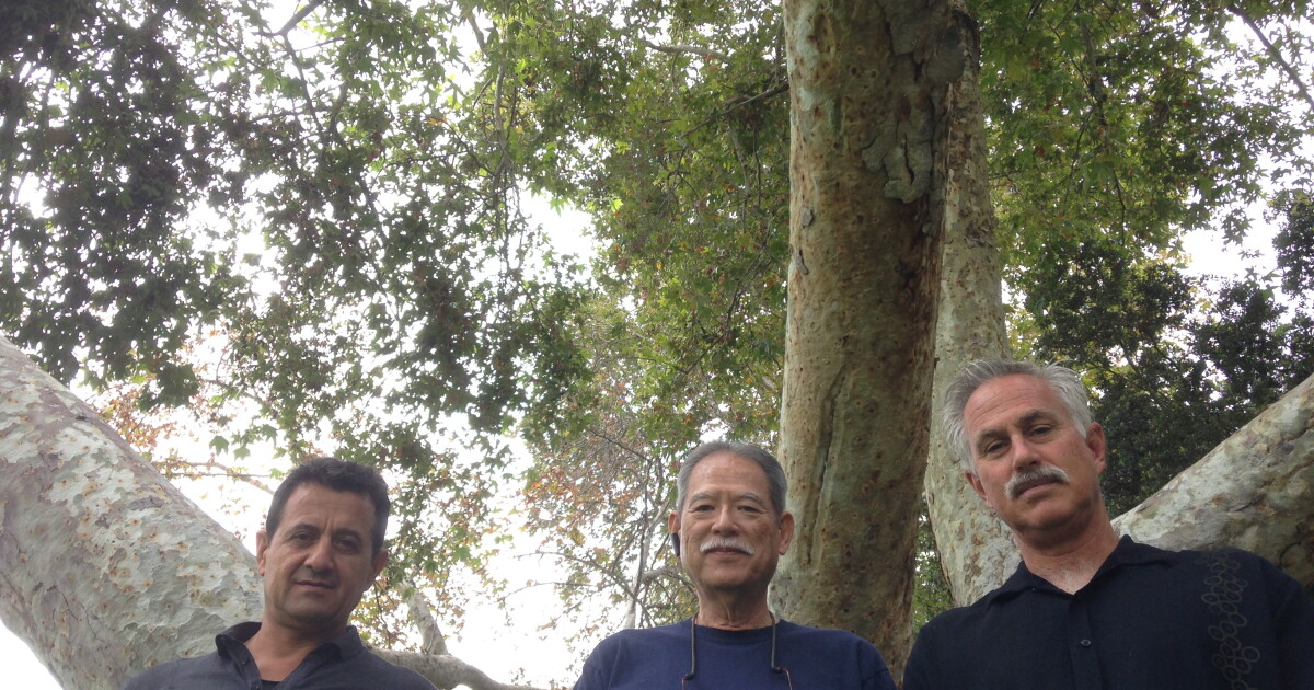 Scientists fight to save iconic UC Irvine trees from invasive beetle ...