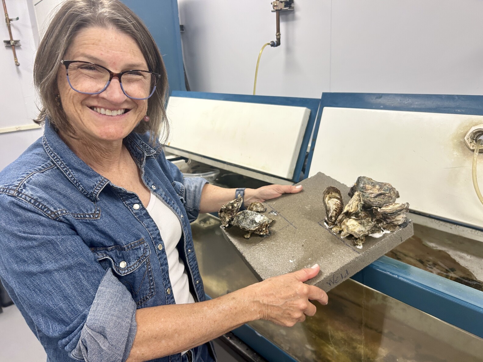 Your shucked oysters could help shore up the Orange County coast | LAist