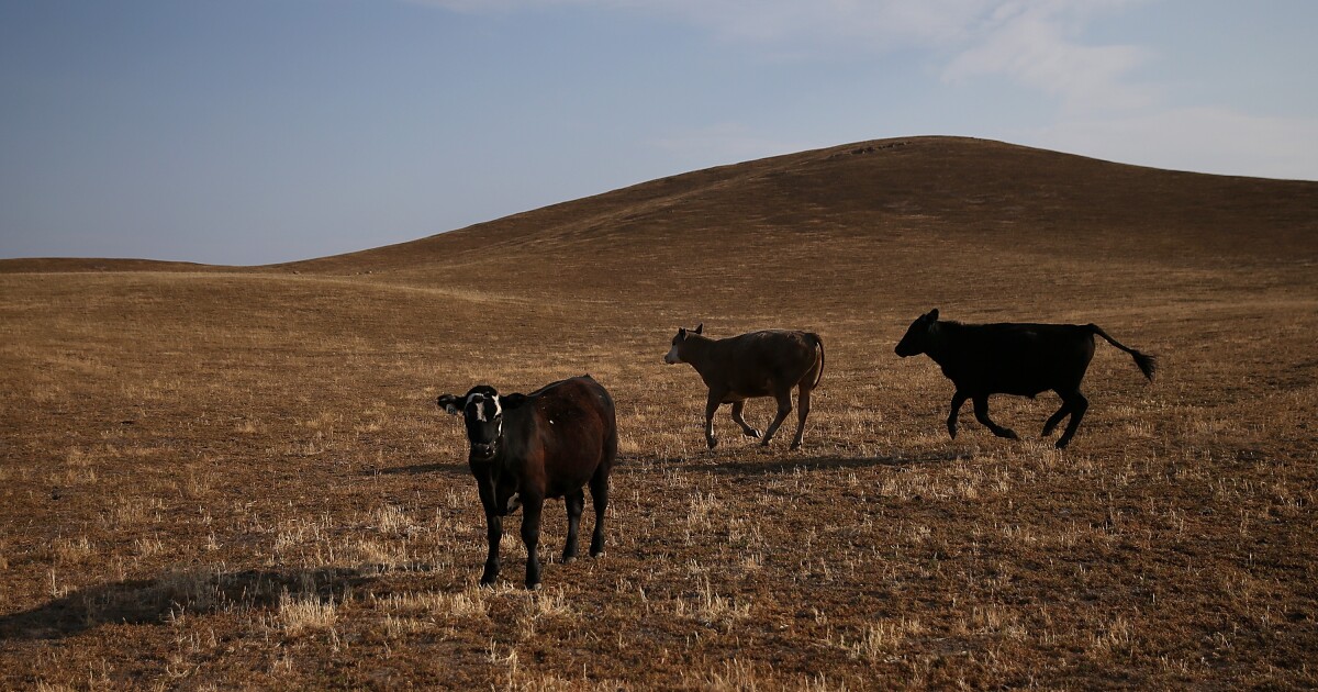 Natural Disruption: Wildlife in hot pursuit for water | LAist