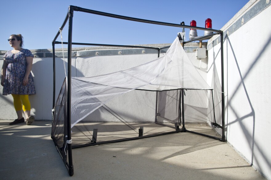 Tallest building in the West now features tallest insect study | LAist