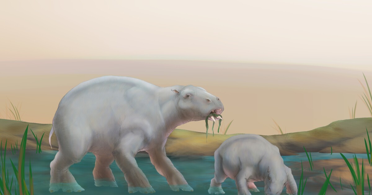 Meet the hippo-like creature that roamed ancient California | LAist