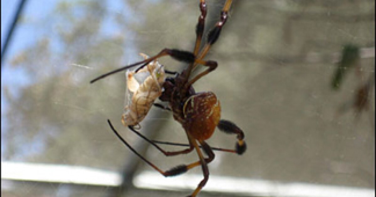 Spider Pavilion | LAist