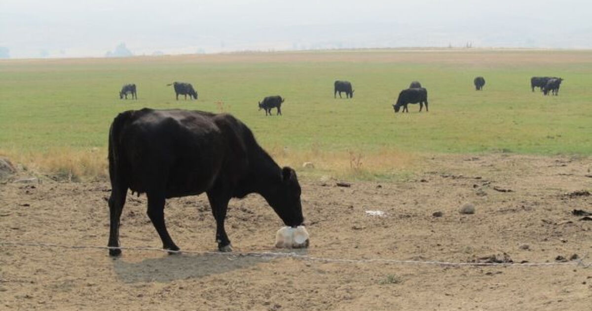 Feral cattle threatening visitors and habitat in Chino Hills State Park ...