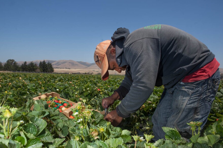 mexicans working in fields
