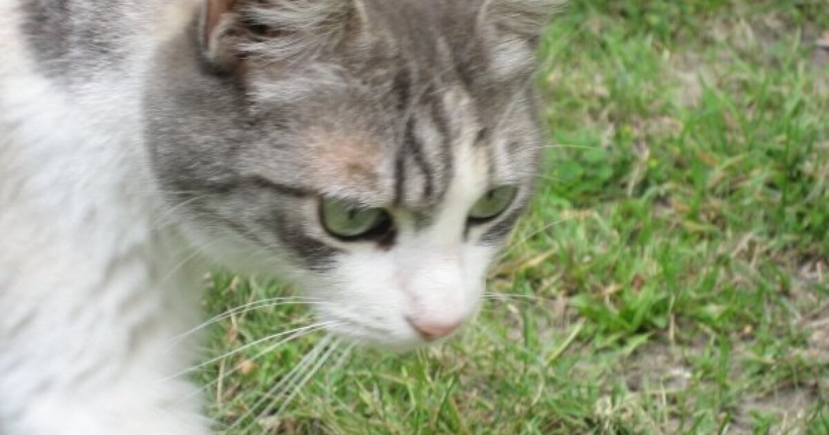 Struggling homeowners grapple with what to do with family pets | LAist