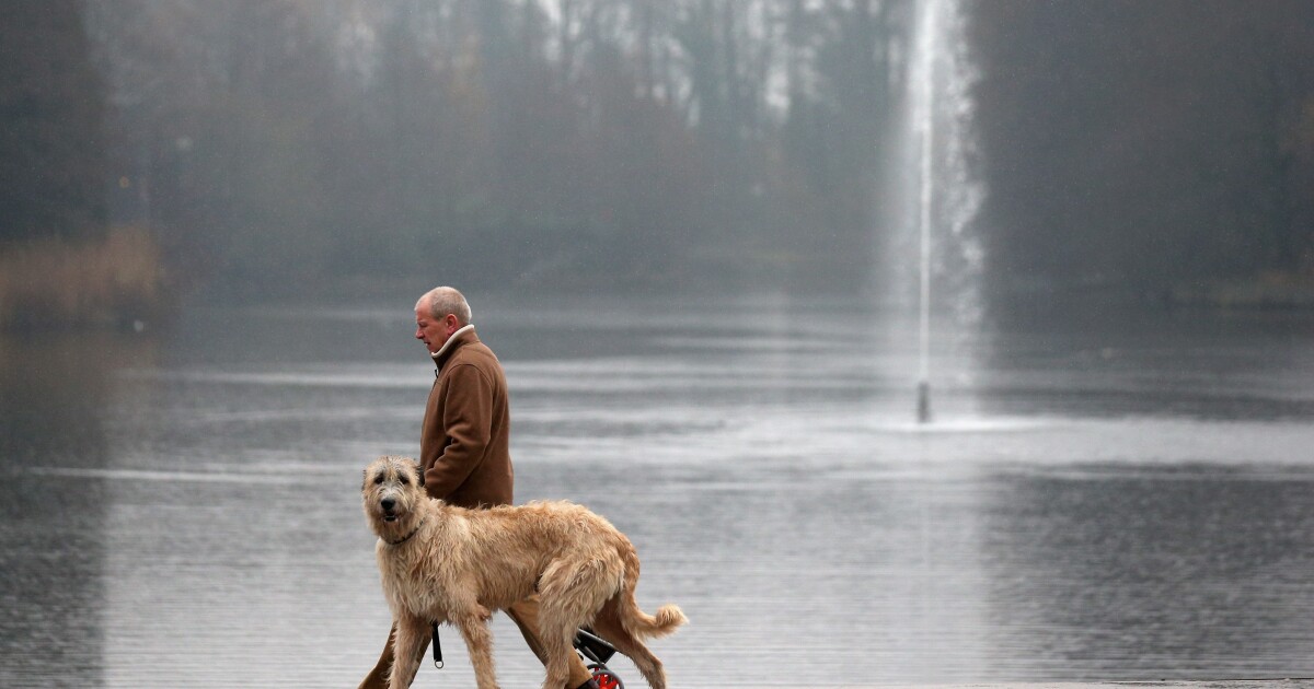 Why do people look (and act) like their dogs? | LAist