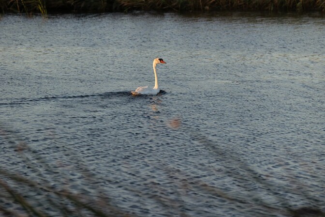 single swan