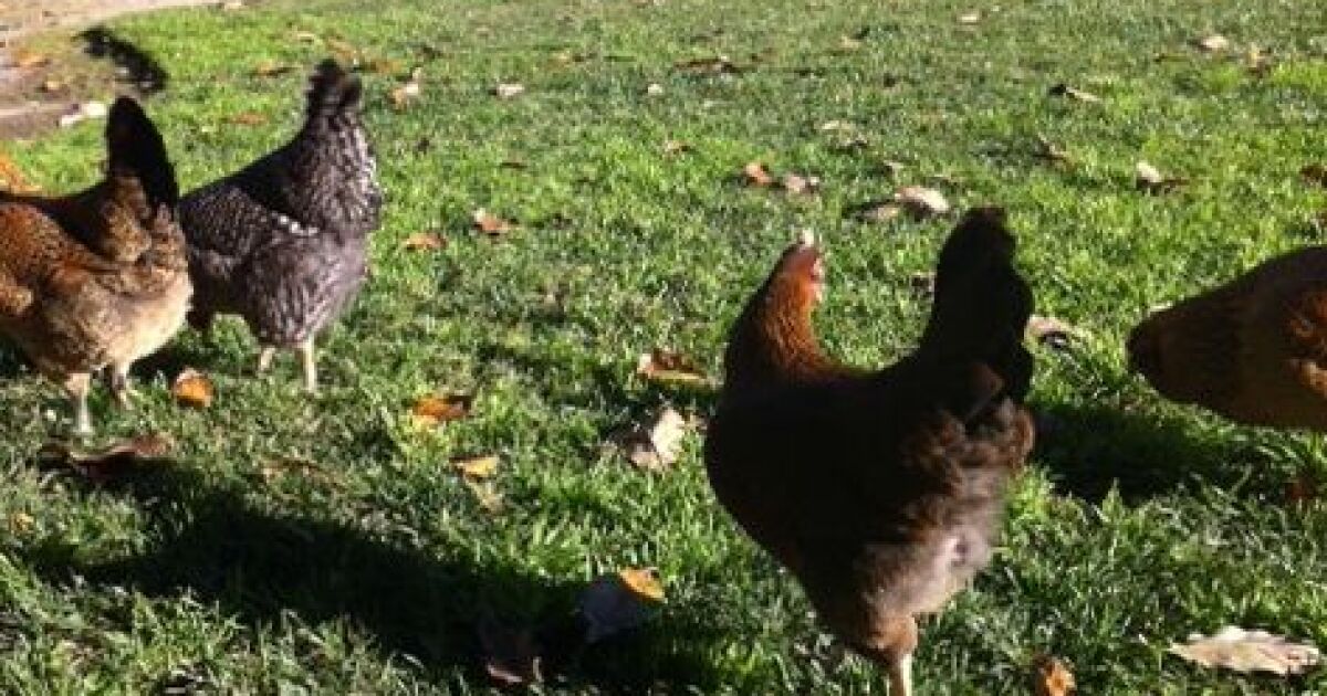 Should backyard chickens be allowed in urban parts of California? (Poll ...
