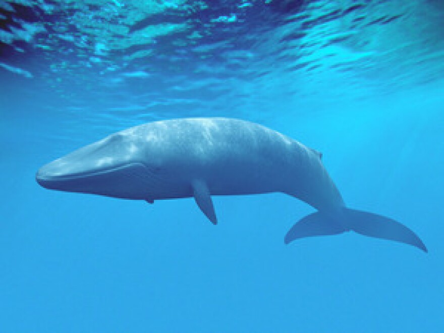 California blue whales nearly recovered from whaling | LAist