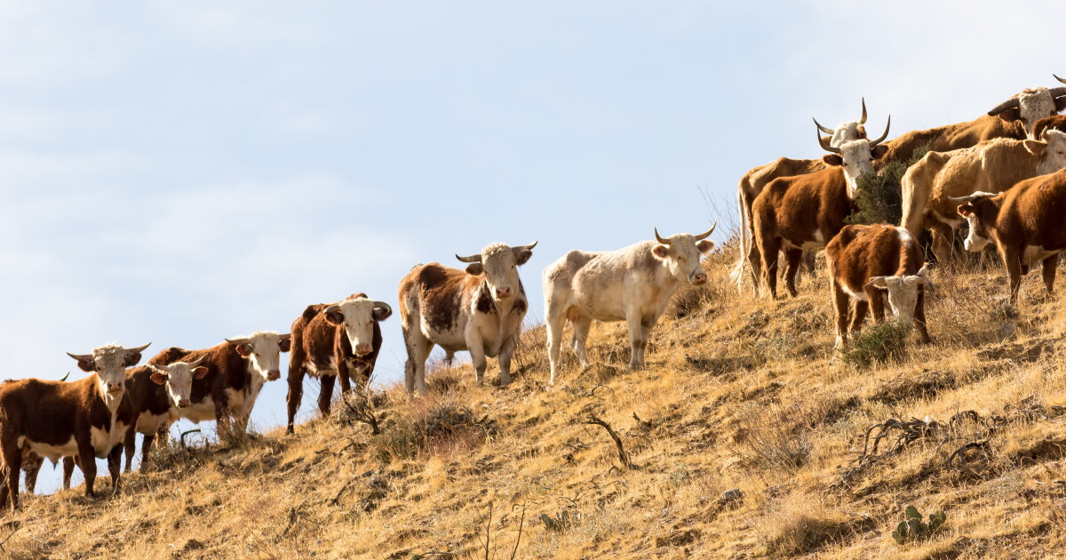 Crazy cows cause chaos in SoCal | LAist