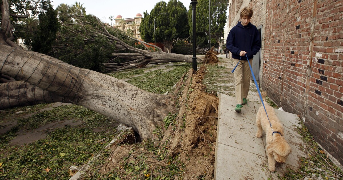 LA County giving $2.5 million to replace trees following SoCal ...