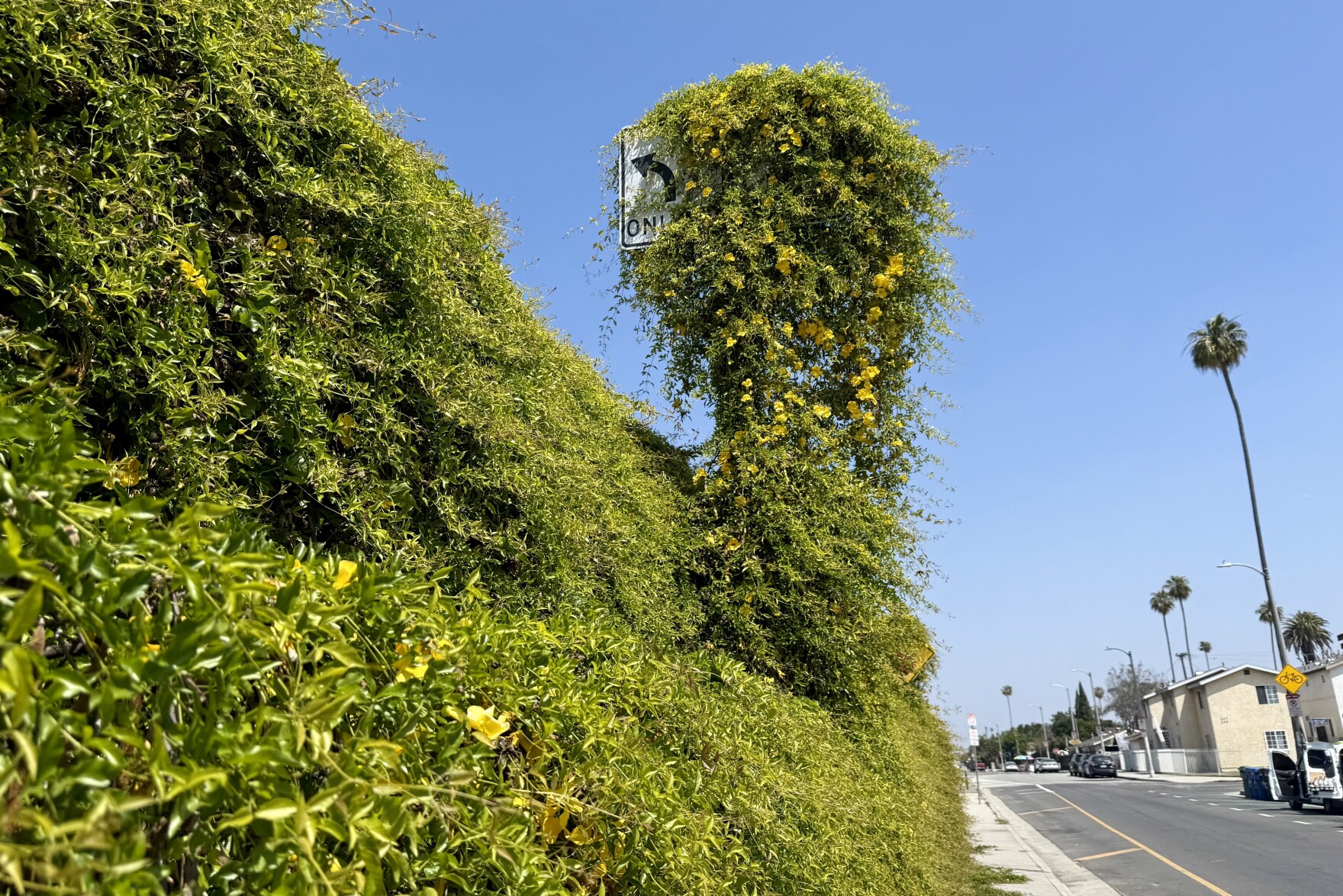 These yellow flowers cover the 110 Freeway walls. How they got there ...