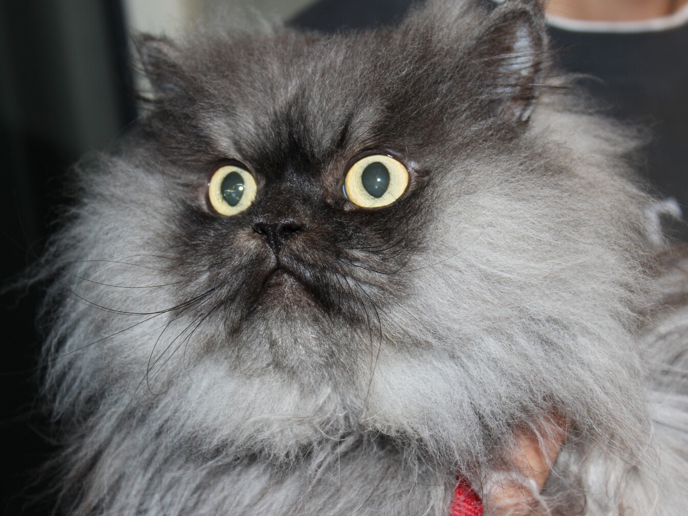 Colonel Meow and the Internet's obsession with cats | LAist