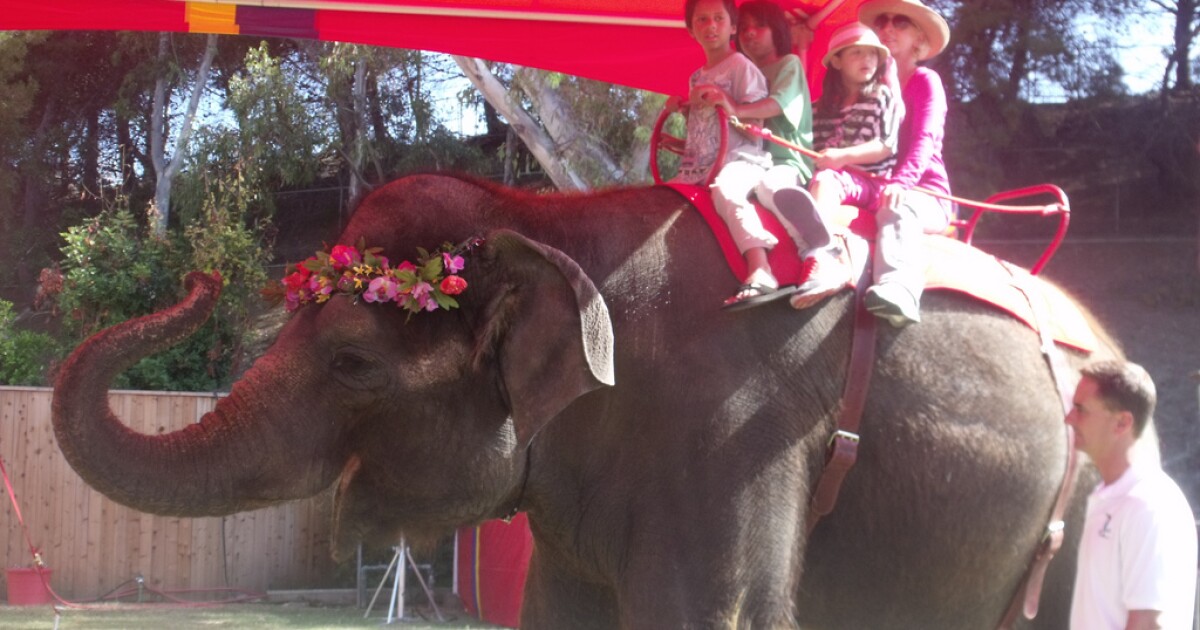 Orange County Fair ends elephant rides after a quarter century over ...