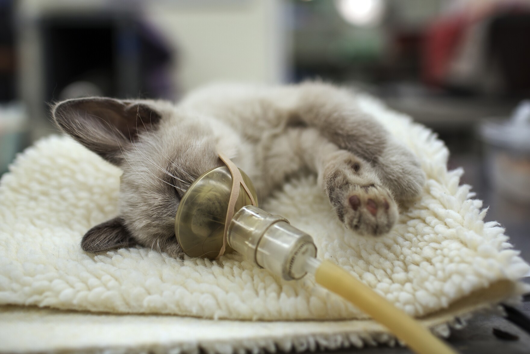 You could win $25 million by fixing dogs and cats | LAist