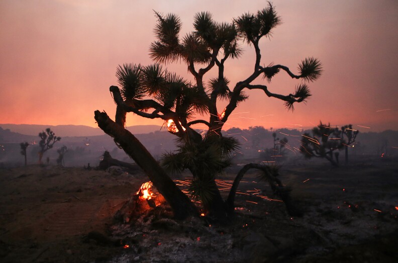 California’s 2020 Wildfires Destroyed Many Of The State’s Iconic Trees ...