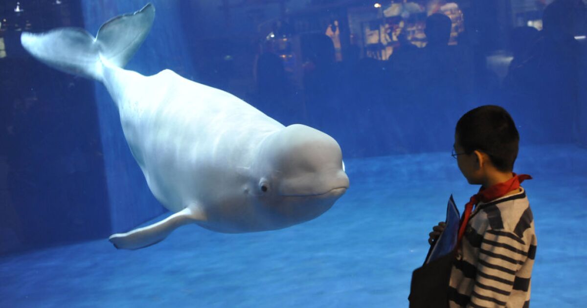 Noc the beluga whale mimicked human speech patterns | LAist