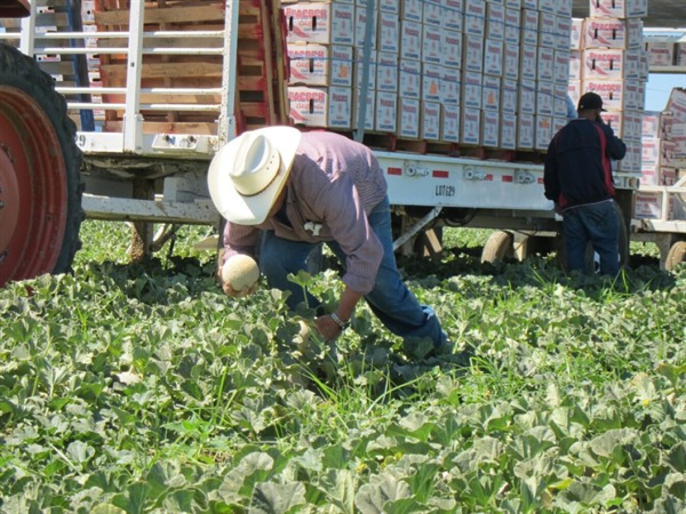 Food, farms and delta water | LAist