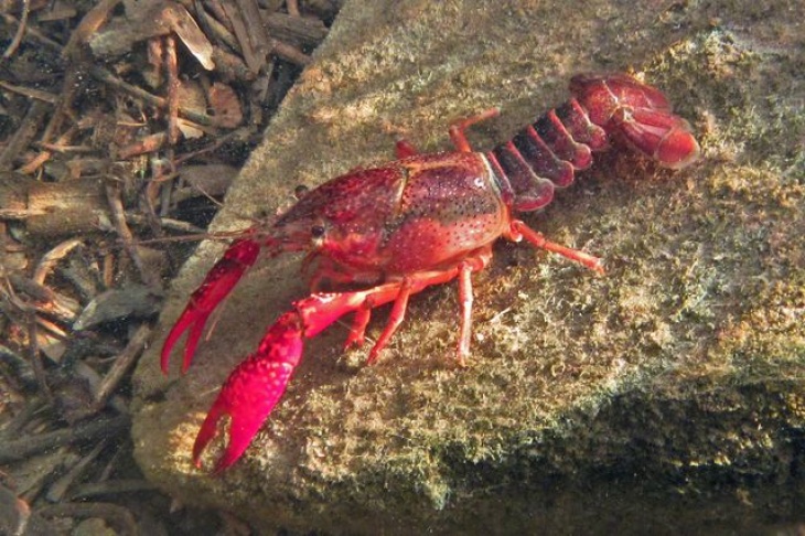 River Lobster